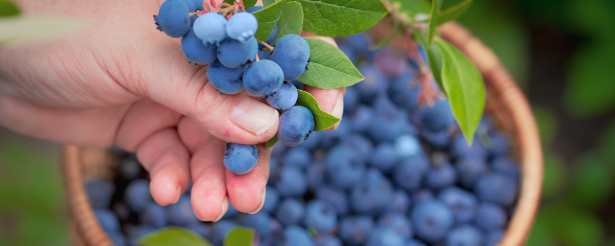 Benefits of Blueberries For Your Skin - Truebasics Blog